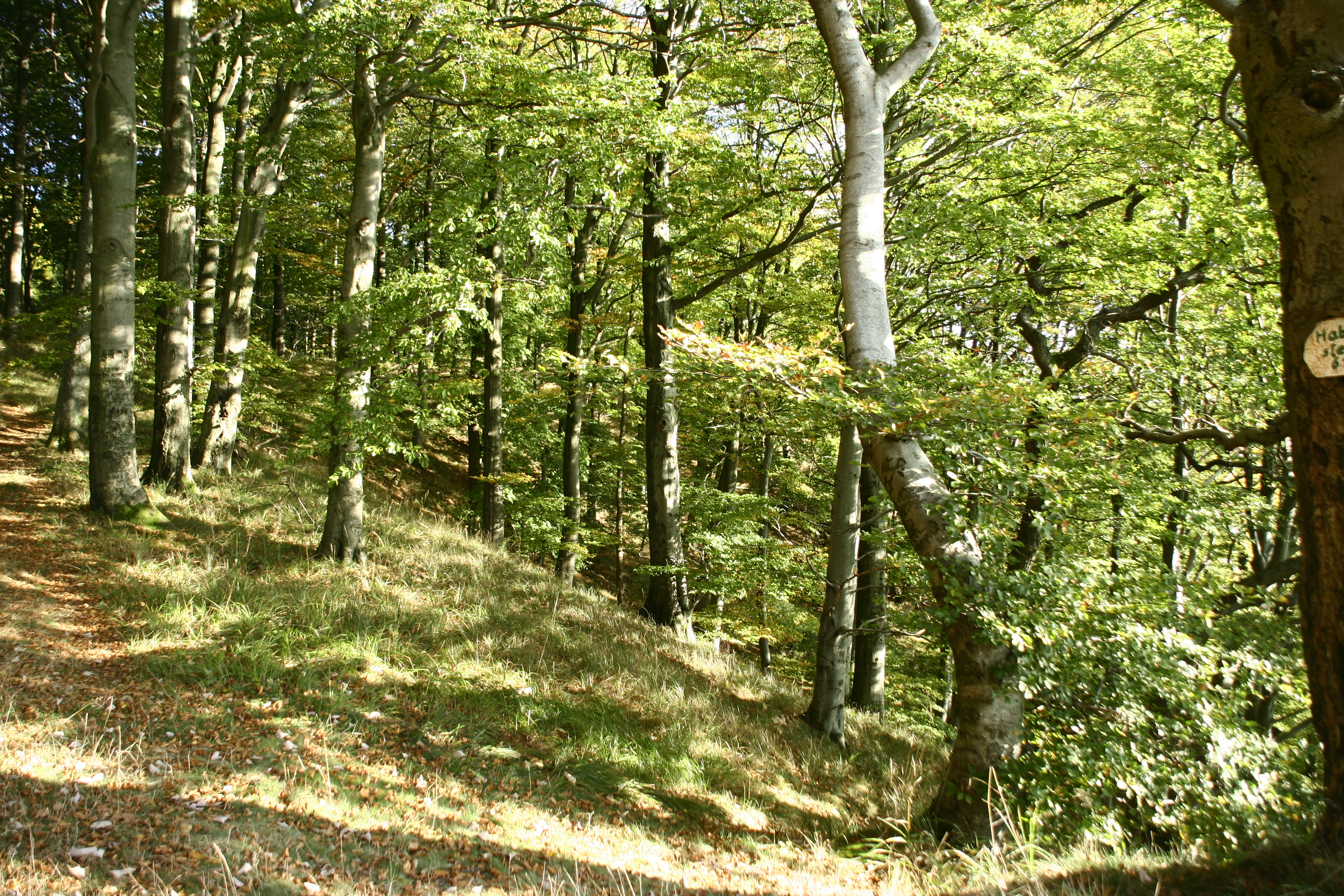 Rhön-Rundweg 9 Tann (Rhön) - rhönführer.de