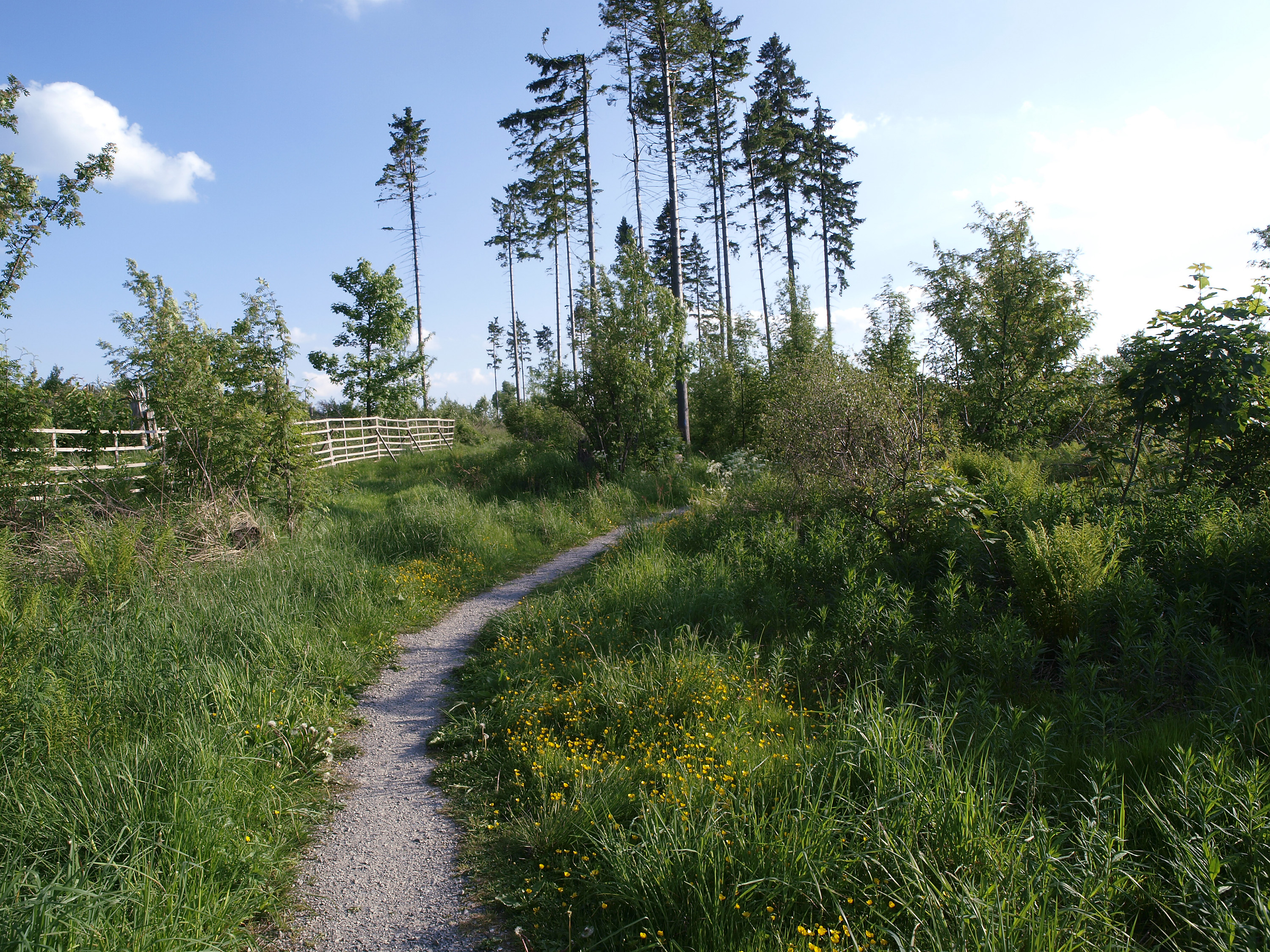Extratour ROTES MOOR - rhönführer.de