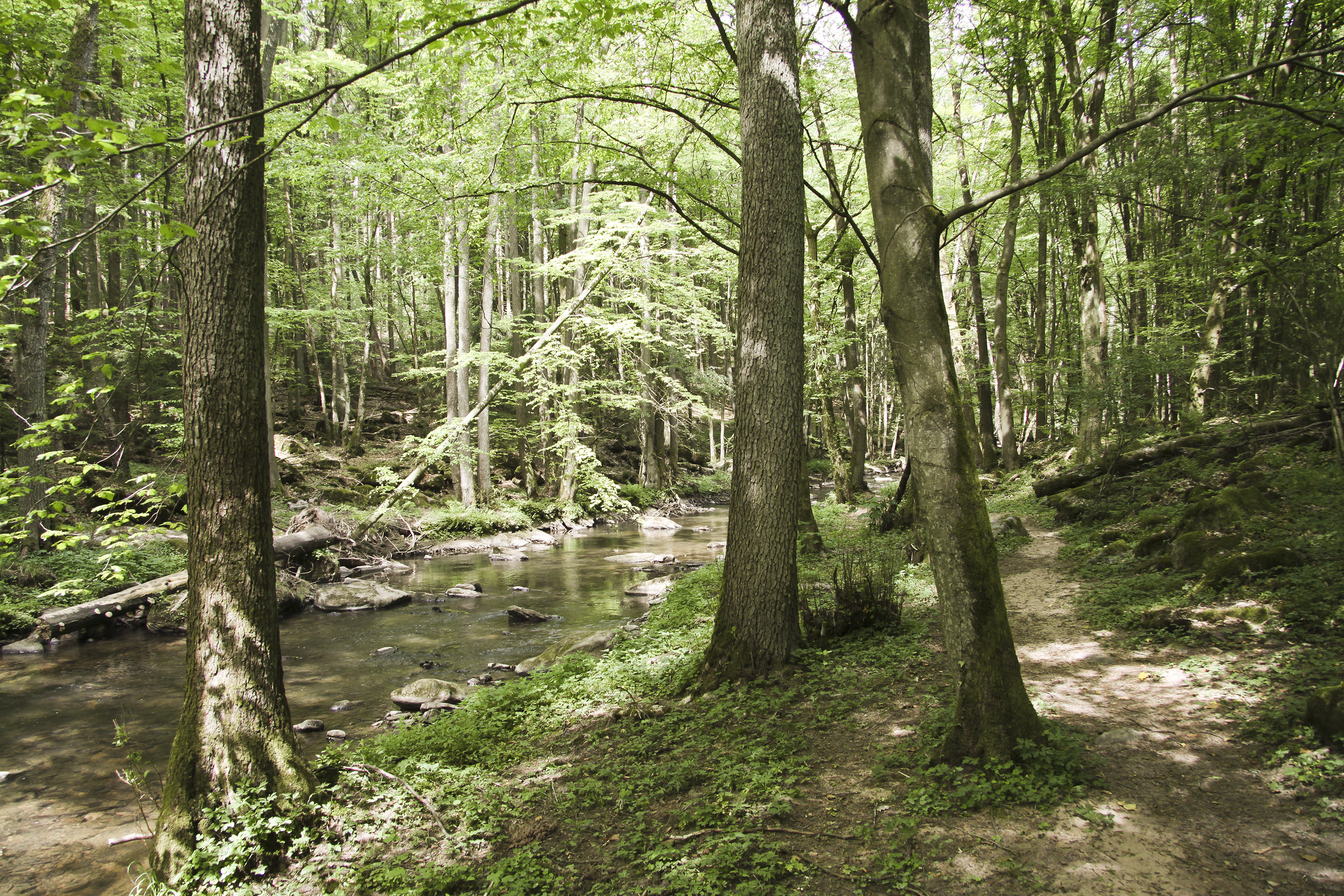 Extratour Thulbataler - rhönführer.de